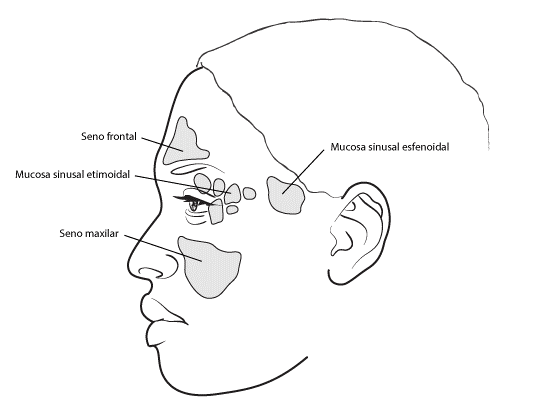 ¿Qué es el cáncer de cavidad nasal (nariz)? | ¿Qué es el cáncer de ...