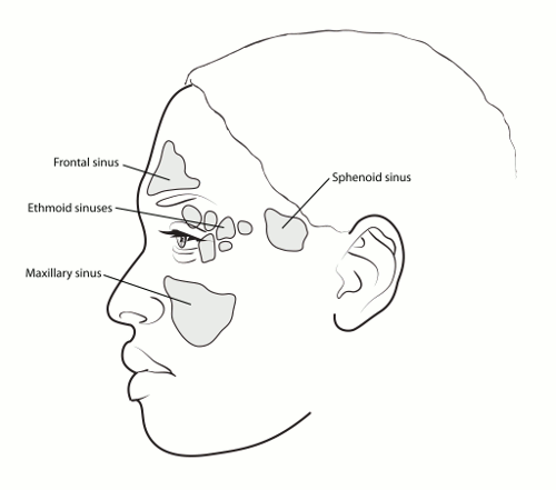 Nasal Cavity and Paranasal Sinus Cancers | American Cancer Society