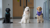 Facility Dogs Bring Joy and Calm to Pediatric Oncology Patients and ...