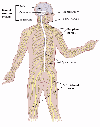 Peripheral Neuropathy | American Cancer Society