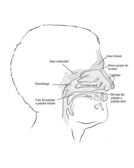 ¿Qué es el cáncer de cavidad nasal (nariz)? | ¿Qué es el cáncer de ...
