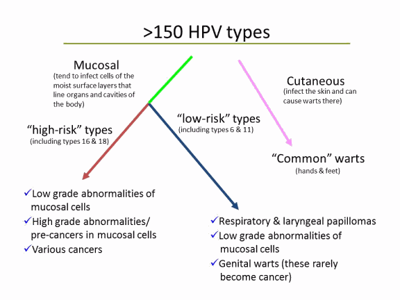 Types of HPV | American Cancer Society