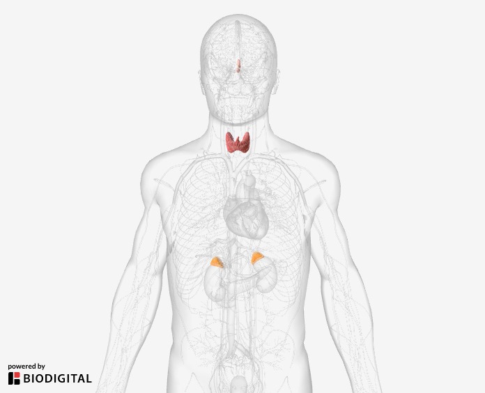 Anatomy Gallery | American Cancer Society