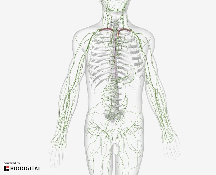 Anatomy Gallery | American Cancer Society
