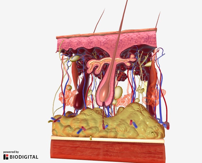 Anatomy Gallery | American Cancer Society