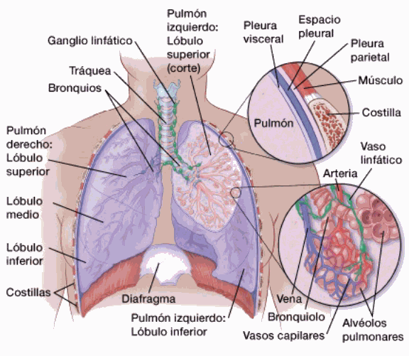 Entender su informe de patología del pulmón | American Cancer Society